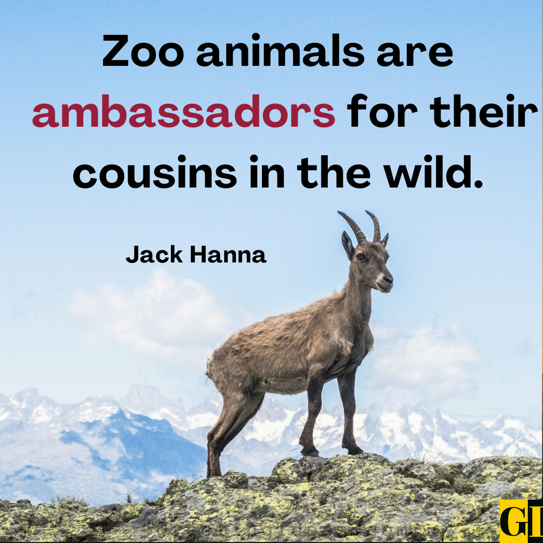 55 Best Zoo Quotes And Sayings On Animals Welfare