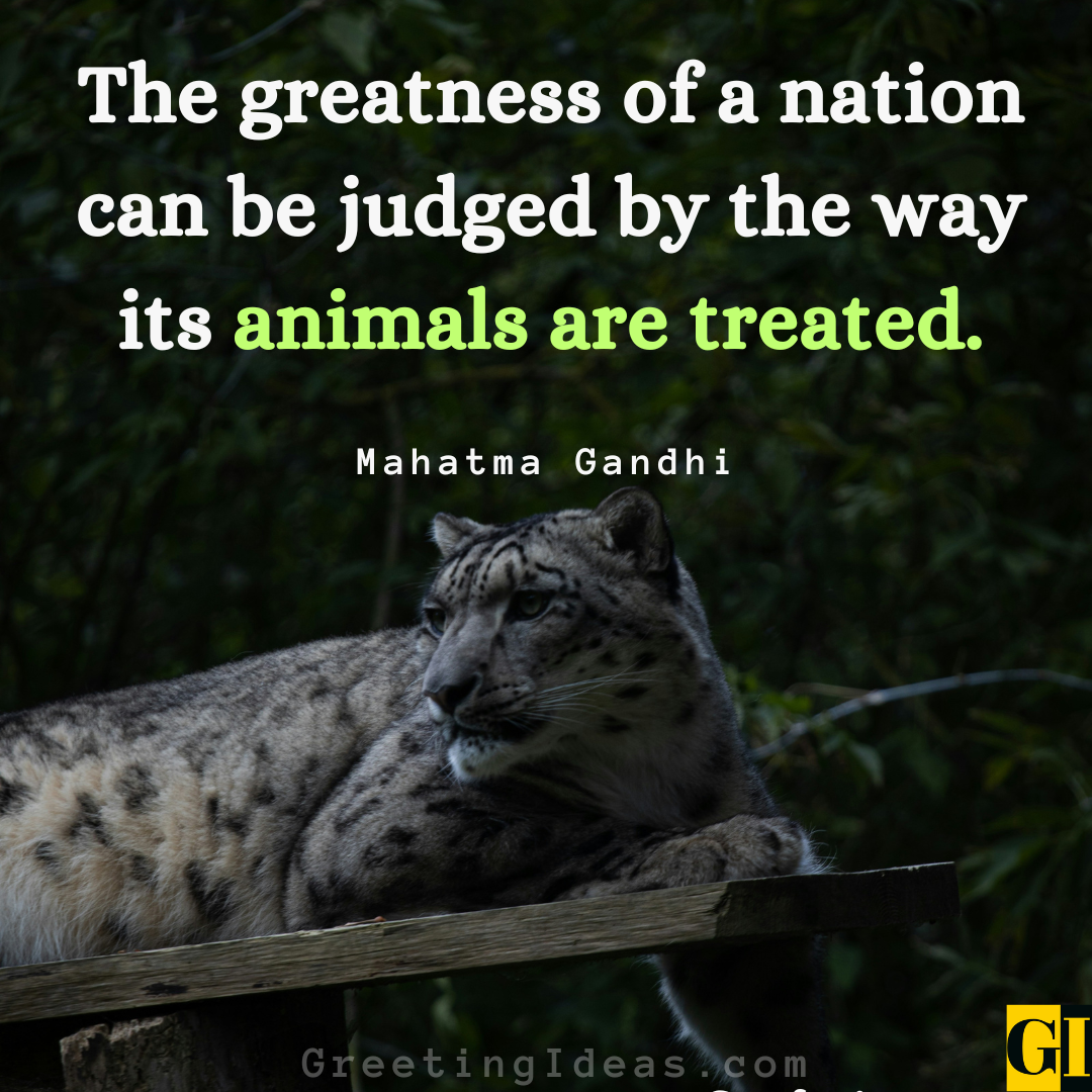 55 Best Zoo Quotes And Sayings On Animals Welfare