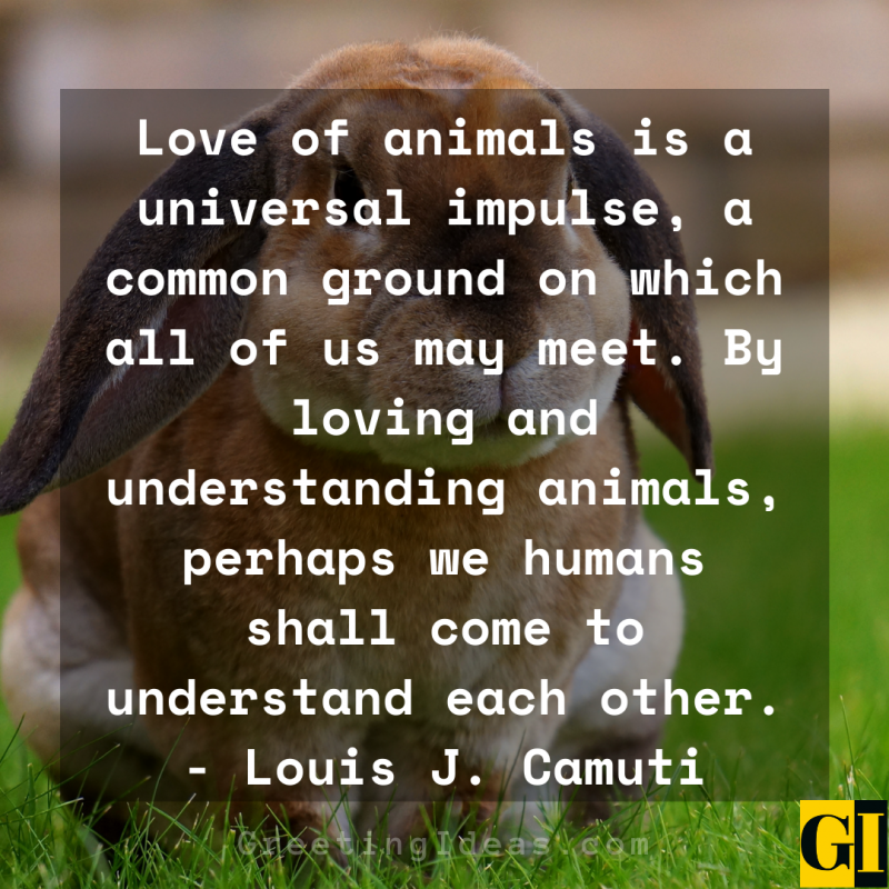 65 Powerful Animal Rights Quotes Against Cruelty And Abuse