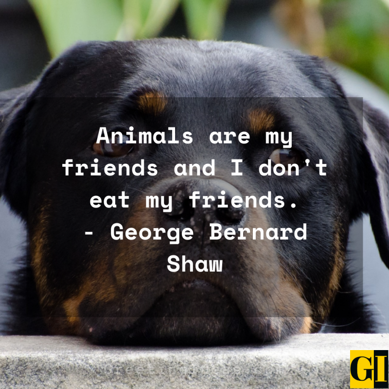 65 Powerful Animal Rights Quotes Against Cruelty And Abuse