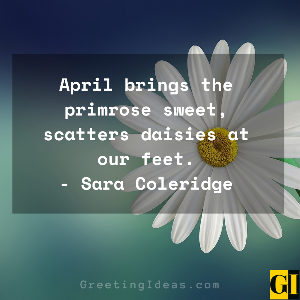 30 Happy and Positive Daisy Quotes and Sayings