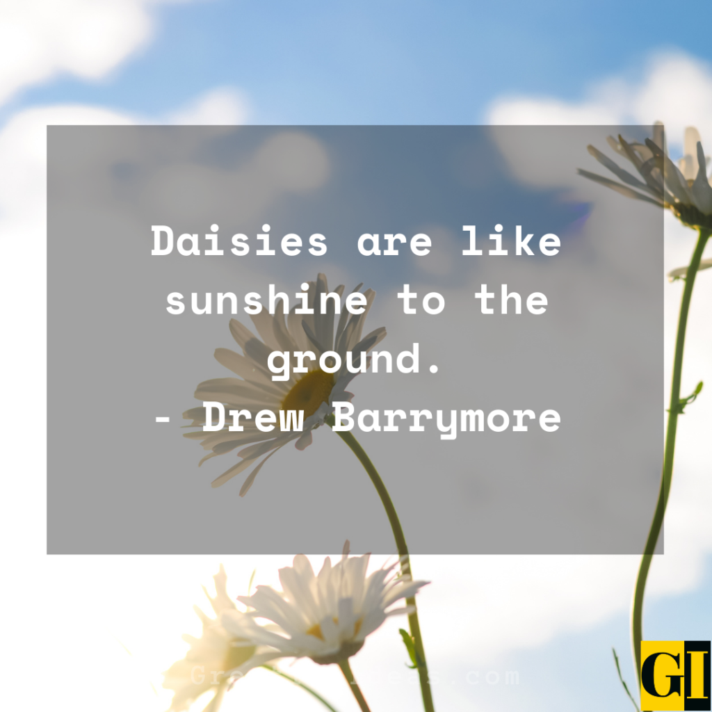 30 Happy and Positive Daisy Quotes and Sayings