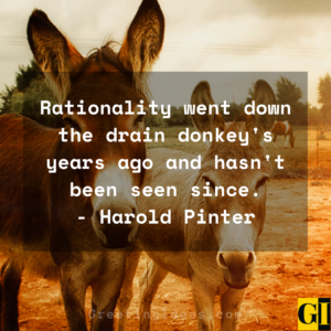 20 Funny and Iconic Donkey Quotes and Sayings