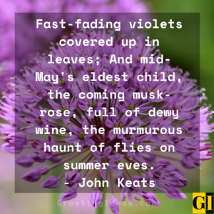 40 Best Love Violet Quotes, Sayings, and Phrases