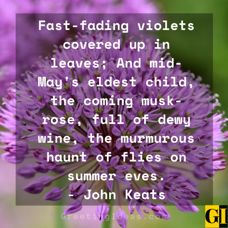 40 Best Love Violet Quotes, Sayings, and Phrases