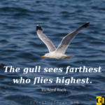 20 Inspiring Seagull Quotes and Saying for a Successful Life