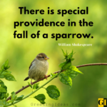 30 Famous Sparrow Quotes, Sayings, and Proverbs