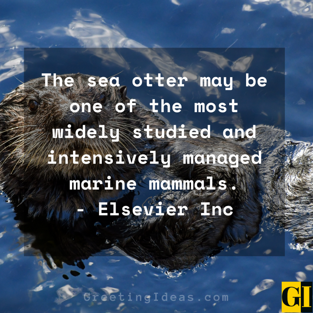 30 Cute and Lovable Otter Quotes and Sayings
