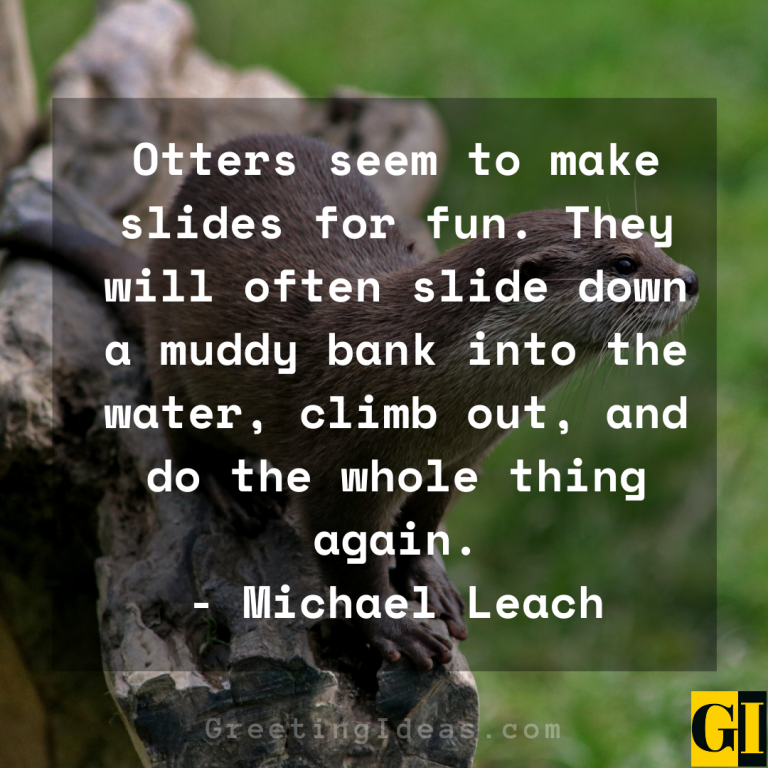 30 Cute and Lovable Otter Quotes and Sayings