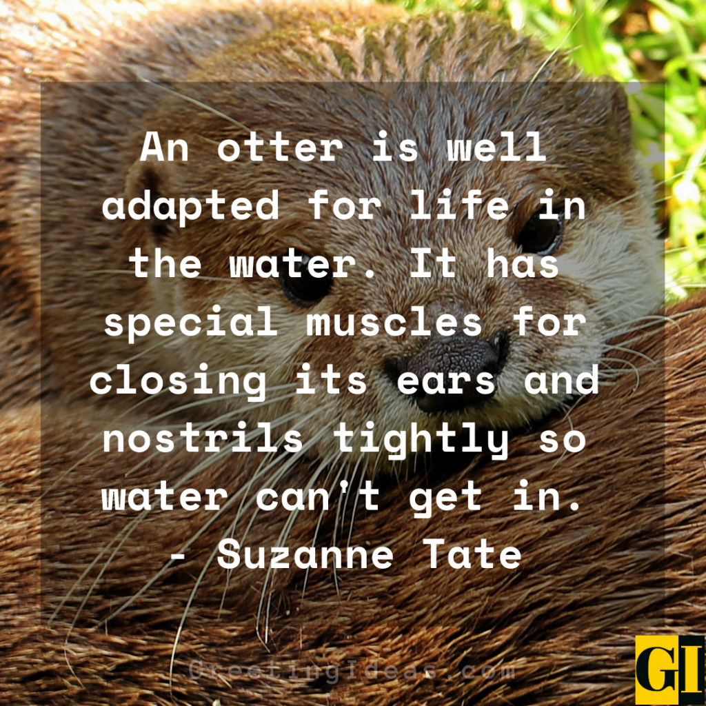 30 Cute and Lovable Otter Quotes and Sayings