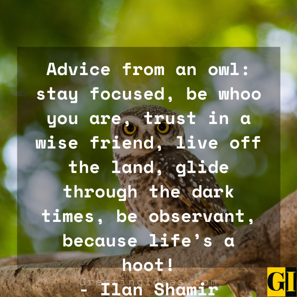 20 Wise Old Owl Quotes, Sayings and Phrases