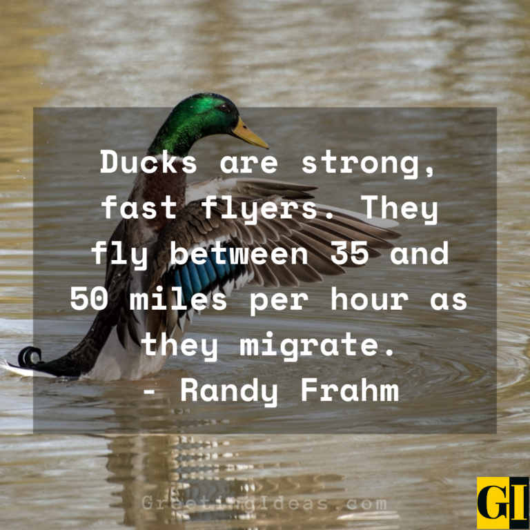 30 Inspiring Duck Quotes to Stay Calm Amidst the Storm