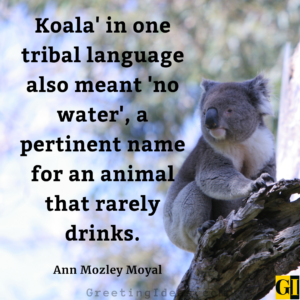 45 Cute Koala Quotes And Sayings For Animal Lovers