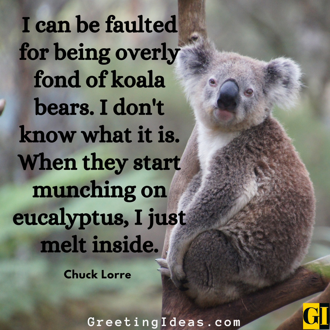 45 Cute Koala Quotes And Sayings For Animal Lovers