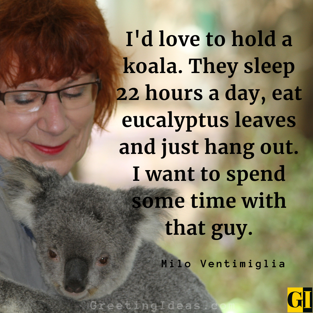 45 Cute Koala Quotes And Sayings For Animal Lovers