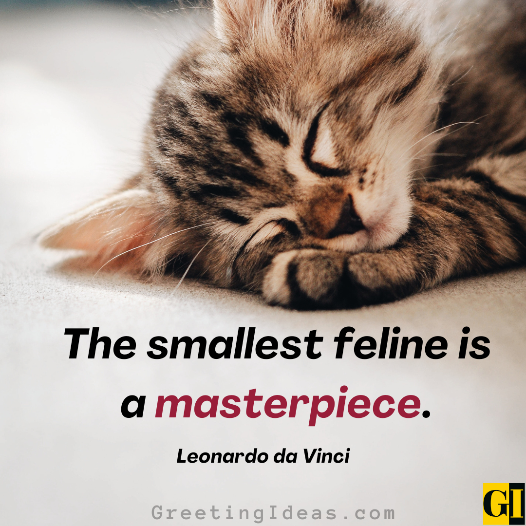 60 Adorable Kitten Quotes Sayings For Feline Lovers