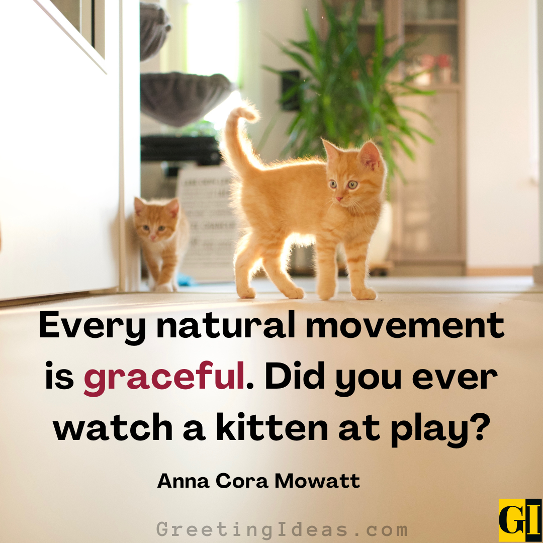 60 Adorable Kitten Quotes Sayings For Feline Lovers