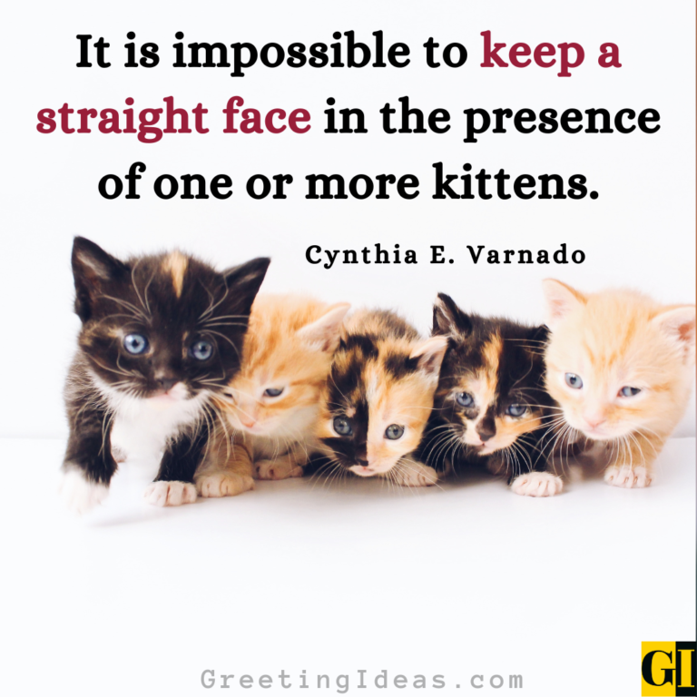 60 Adorable Kitten Quotes Sayings For Feline Lovers