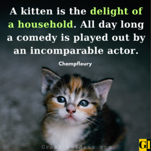 60 Adorable Kitten Quotes Sayings For Feline Lovers