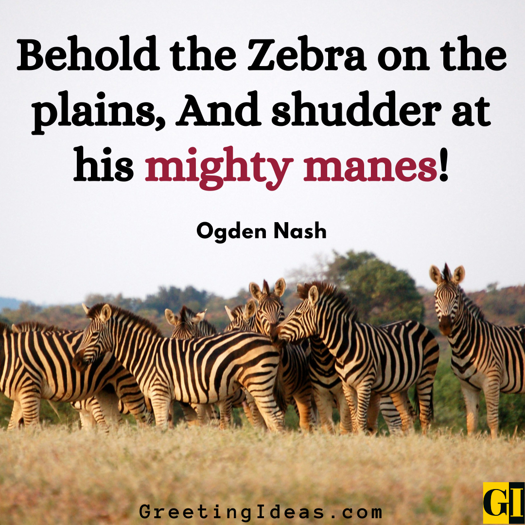 25 Inspiring Zebra Quotes On Their Attractive Stripes