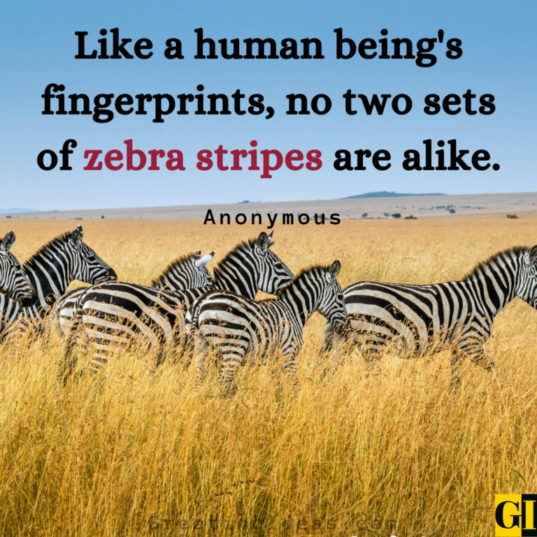 25 Inspiring Zebra Quotes On Their Attractive Stripes