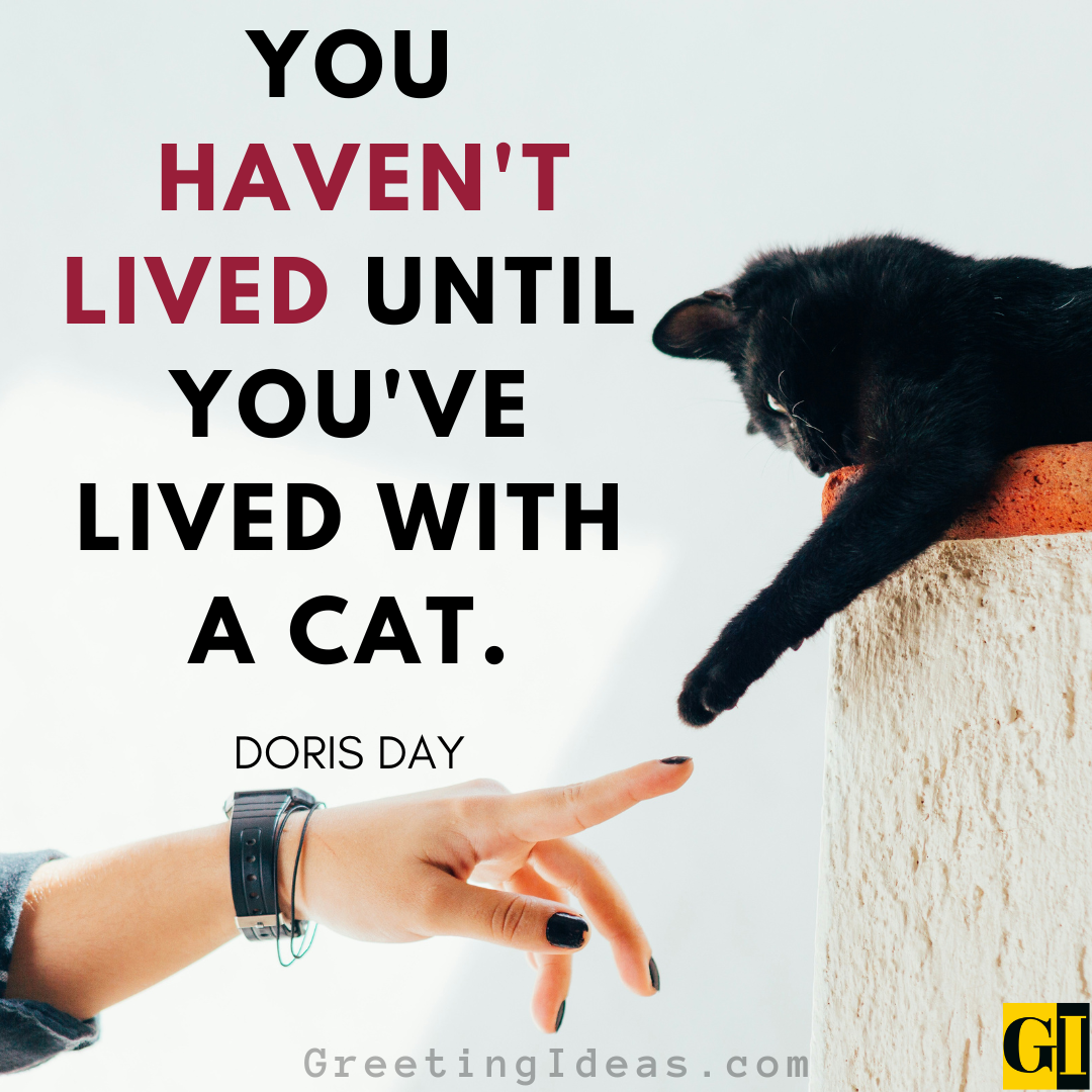 90 Adorable Cat Quotes Sayings For Feline Lovers