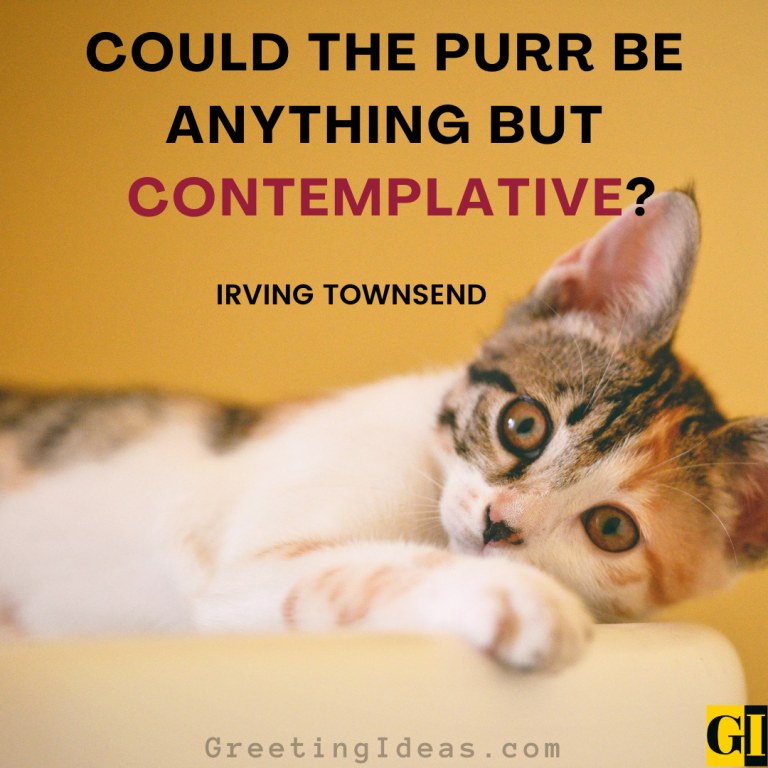 90 Adorable Cat Quotes Sayings For Feline Lovers