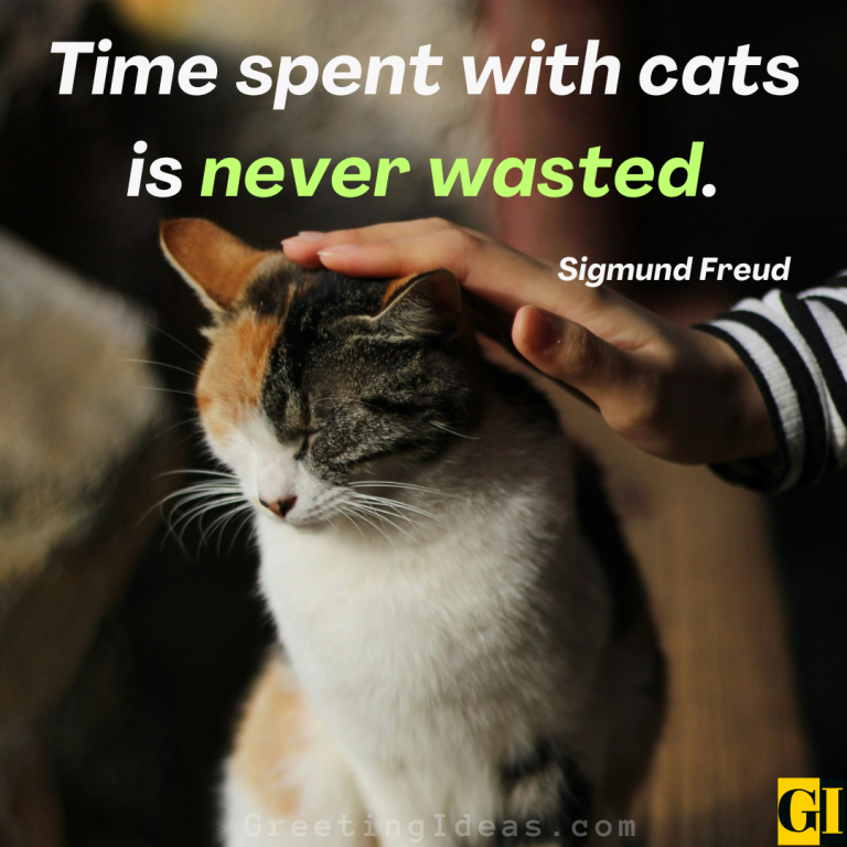 90 Adorable Cat Quotes Sayings For Feline Lovers