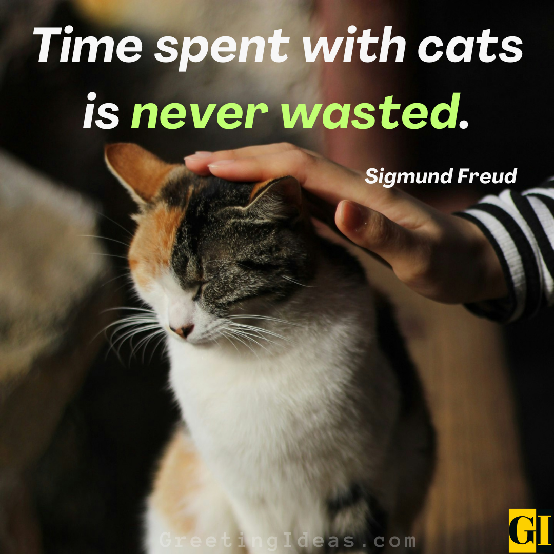 90 Adorable Cat Quotes Sayings For Feline Lovers