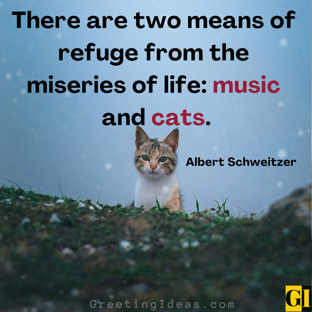 90 Adorable Cat Quotes Sayings For Feline Lovers