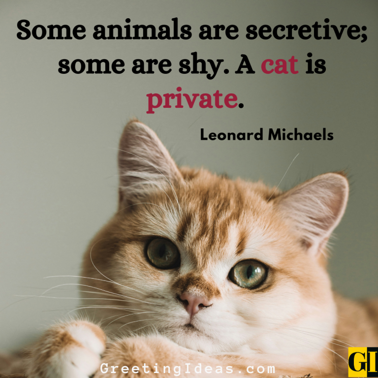90 Adorable Cat Quotes Sayings For Feline Lovers