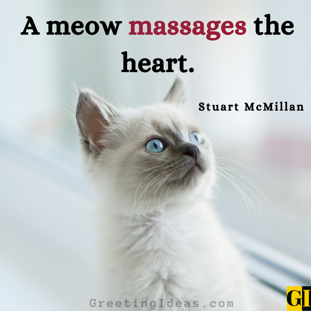 90 Adorable Cat Quotes Sayings For Feline Lovers