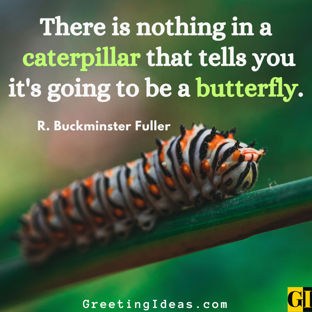 60 Inspiring Caterpillar Quotes For Self Transformation