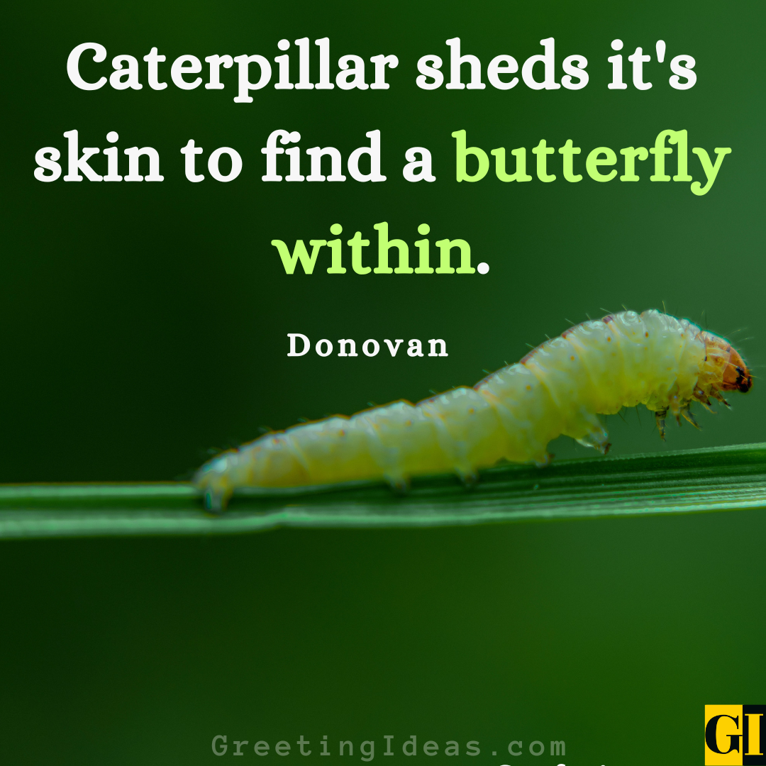 60 Inspiring Caterpillar Quotes For Self Transformation
