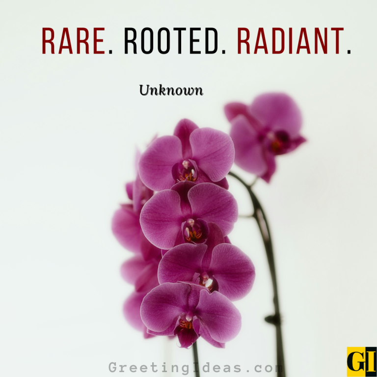 42 Orchid Quotes: Rare, Beautiful and Worth Saving